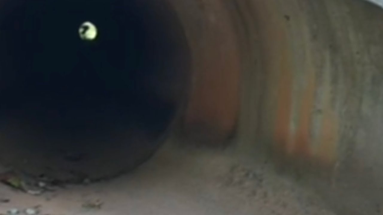 WEIRD MONSTER FOUND IN SEWER DRAIN - YouTube