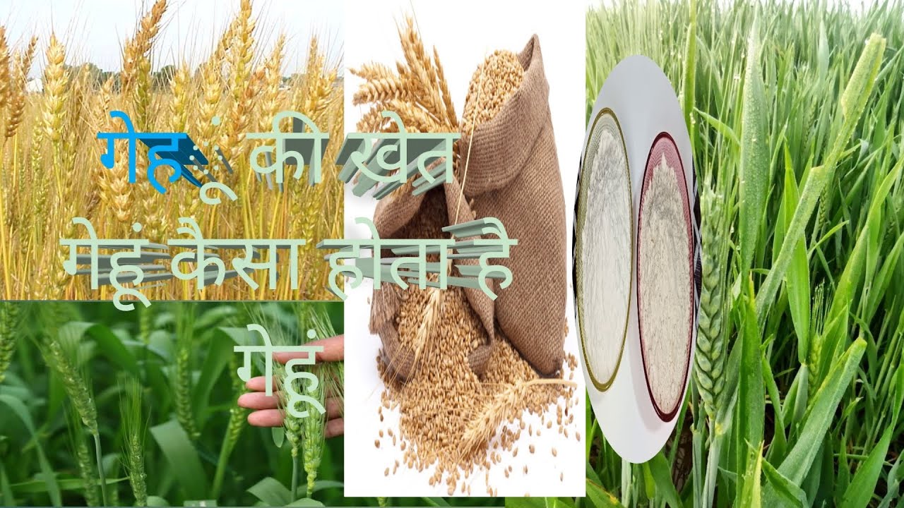 vilog ndia wheat farm harvest vilej kheti gheu masin vilog this is ...