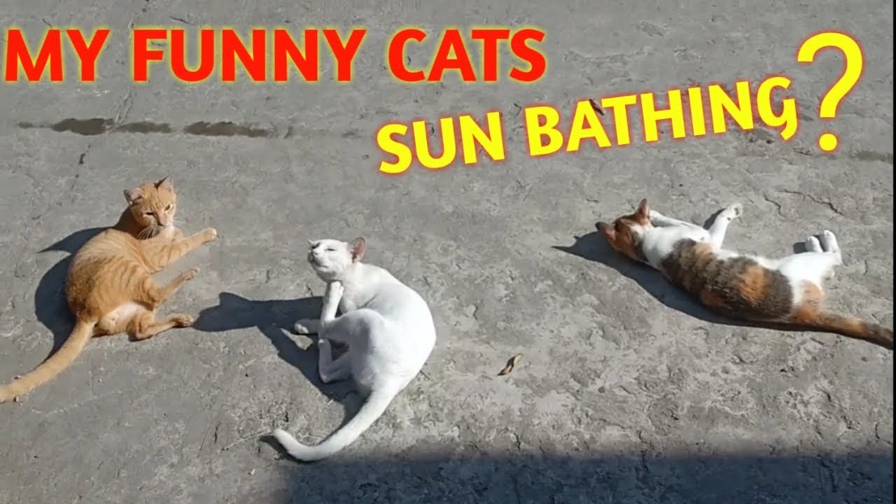 Viral funny cats sun bathing in the road - YouTube