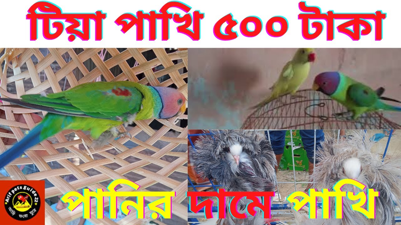 টিয়া পাখি ৫০০ টাকা#Tia bird 500 taka - YouTube