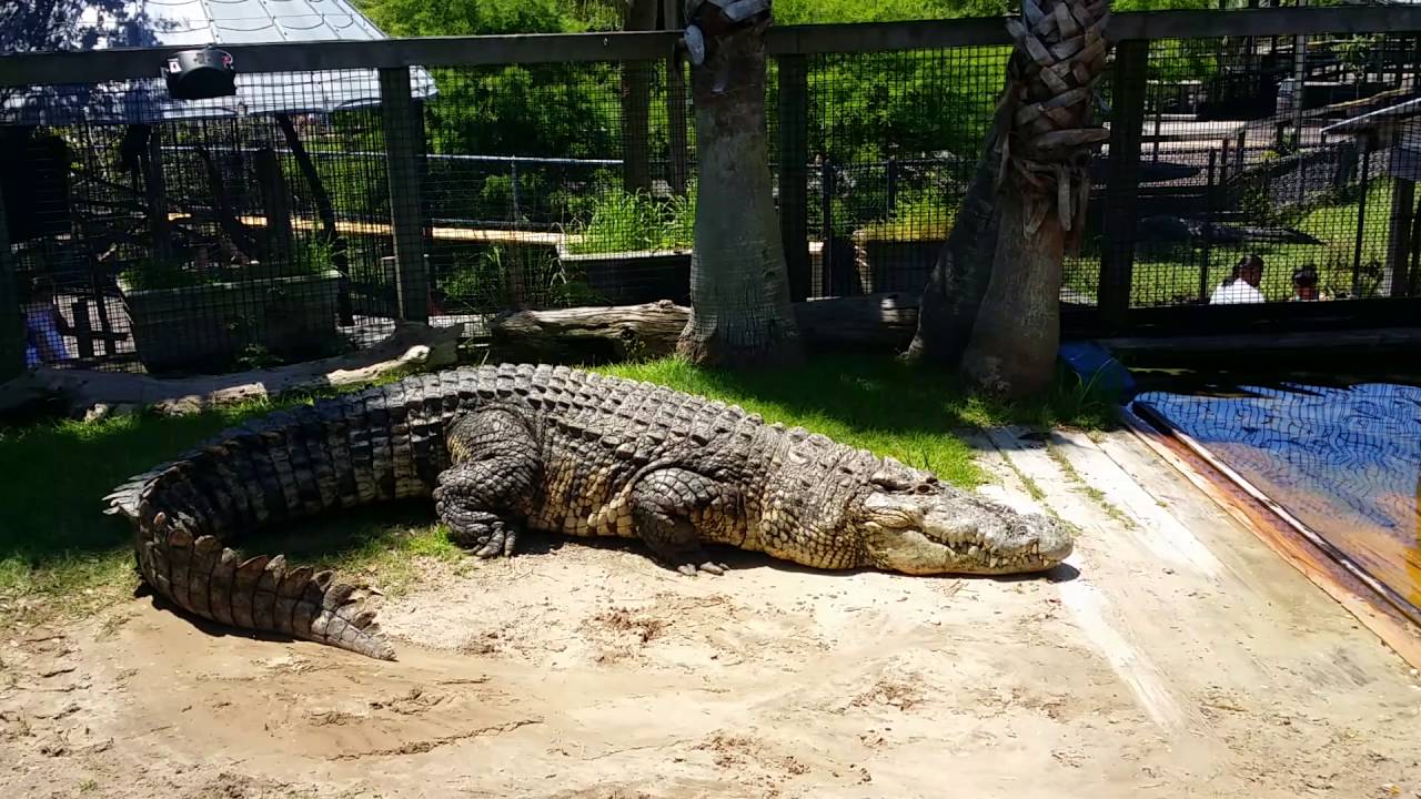 Utan After Feeding June 1st 2016 Youtube