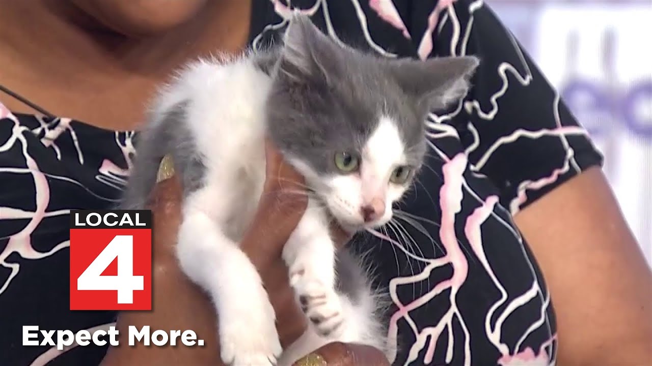 Pet of the Week: Meet Biff - YouTube