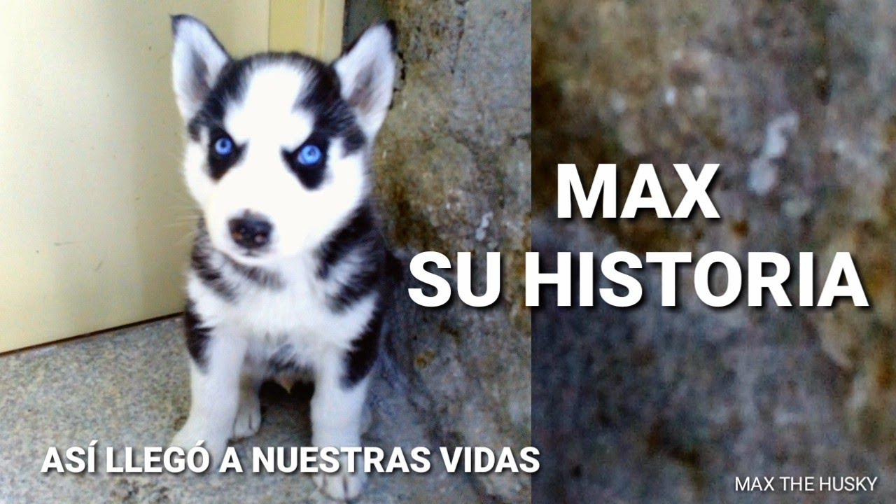 Max, su historia desde cachorro. Así llegó a nuestras vidas || Max the ...