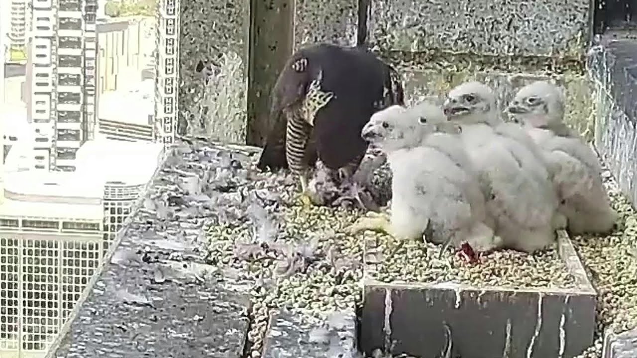 367 Collins Falcon~Nice size prey and great feeding~1:42 p.m. 2022/10 ...