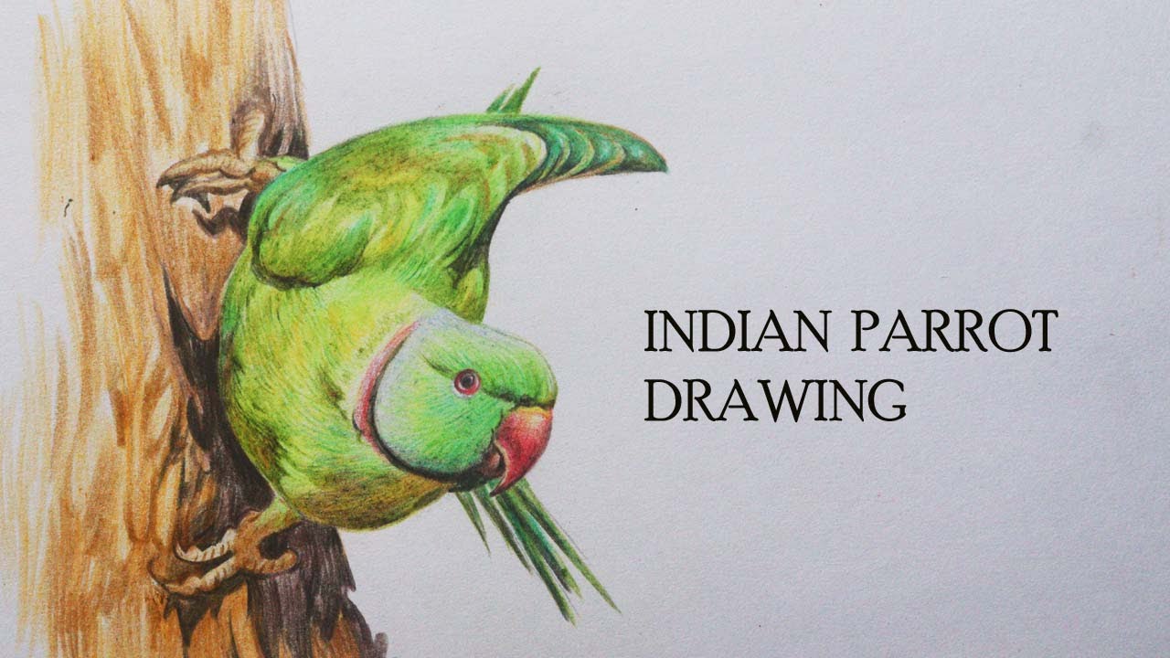 Parrot drawing Realistic easy | How to draw an Indian Parrot | Bird ...