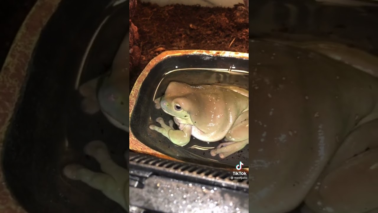 KING JULIO THE FROG PT.30 - YouTube