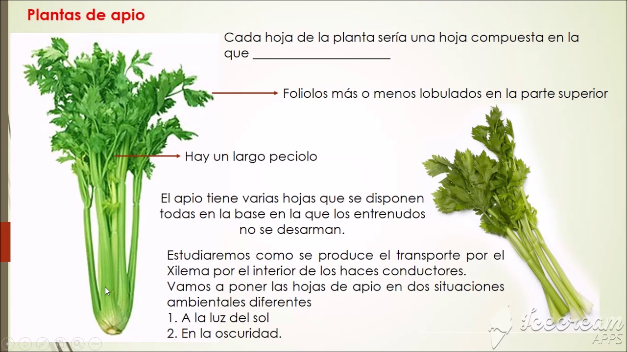 La velocidad de transporte de la savia bruta en el apio - YouTube
