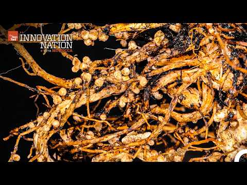 Accelerating The Seed: A Agricultural Miracle