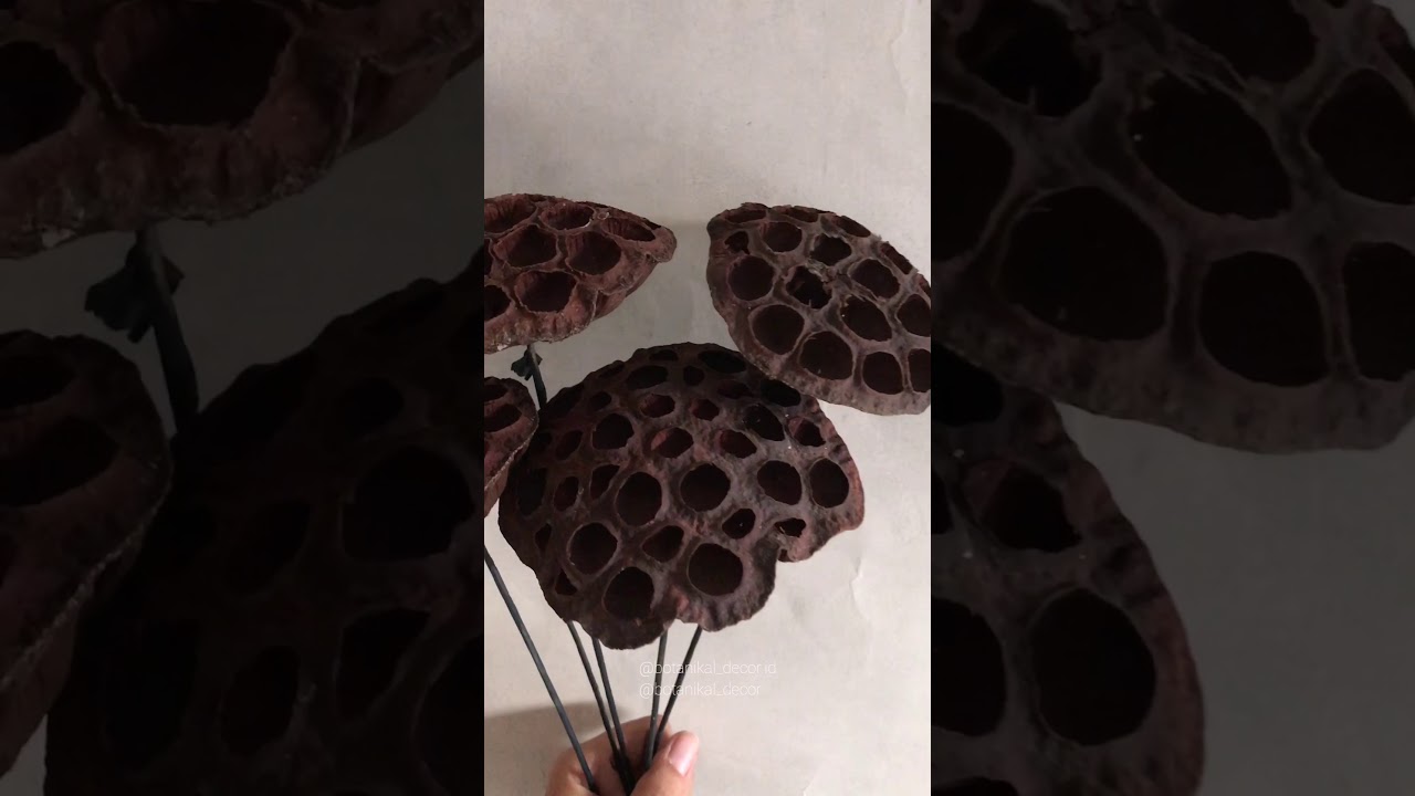 Large Lotus pod - YouTube