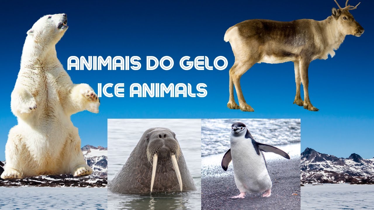 Animais do gelo - ice animals - Aprenda o nome de animais do gelo em ...