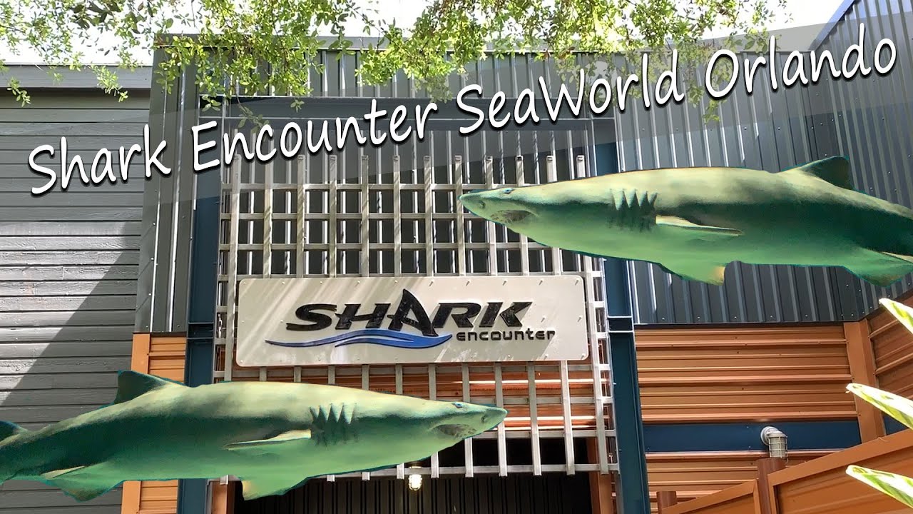 Shark Encounter at SeaWorld Orlando - YouTube