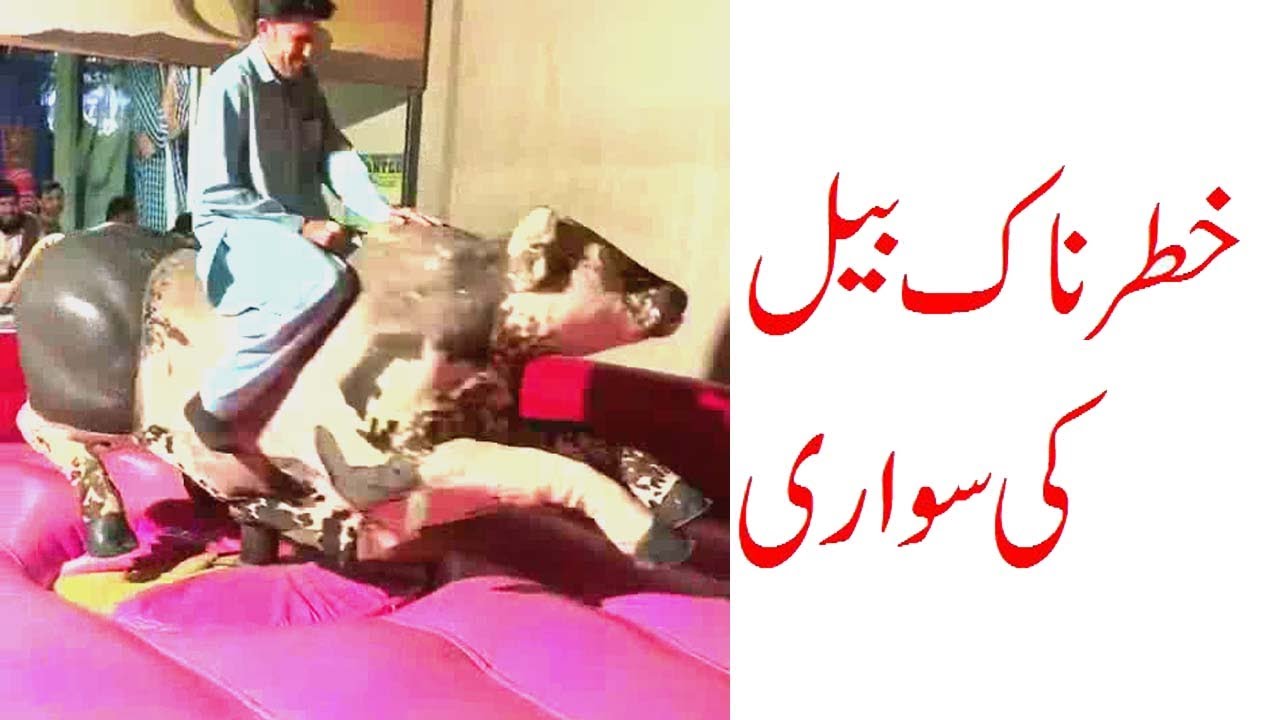 Funny And Dangerous Bull Riding - YouTube