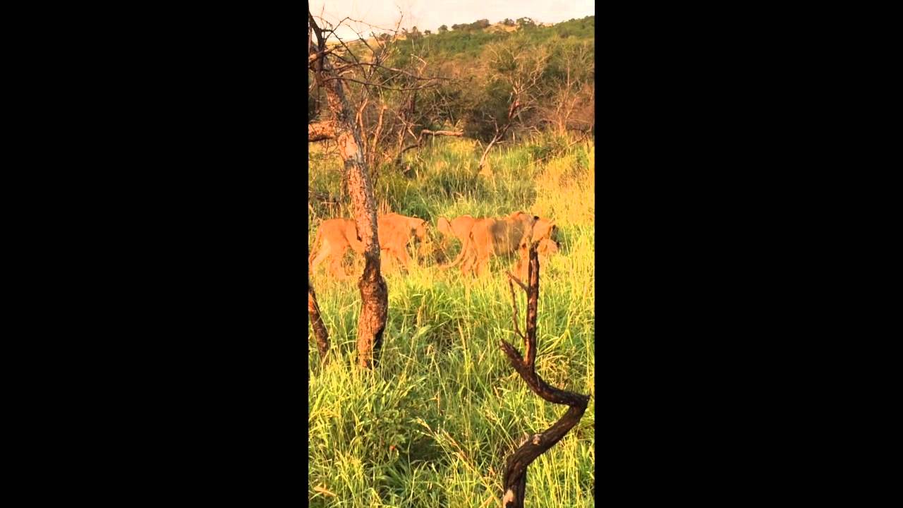 Amazing shooting! Pride of lions devours a wild boar (bush pig) - YouTube