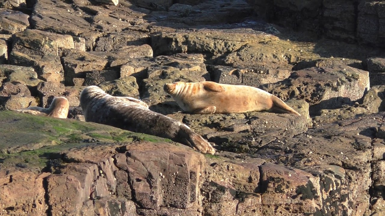 Seals at St Mary's Lighthouse 1/12/2019 - YouTube