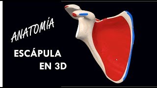Anatomía - Escápula en 3D (Caras Bordes Inserciones) | Doovi