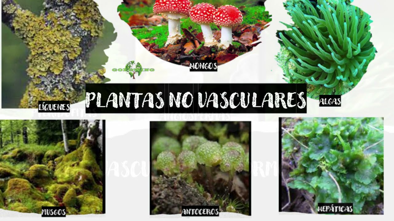 Reino Vegetal Reino Vegetal Paisagismo