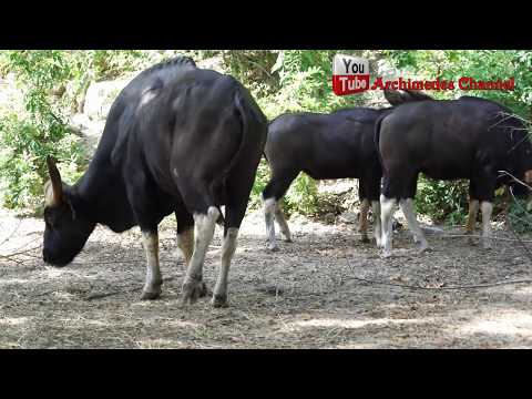 Seladang | Wildlife adventure, Animals, Endangered species