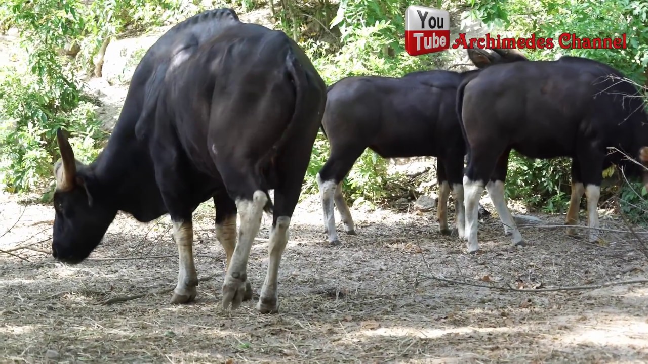 The big gaur in the forest. very large. ɡaʊər, Bos gaurus. - YouTube