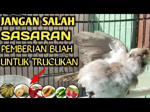 HARUS TEPAT SASARAN!! Manfaat Buah Buahan Ini Untuk Burung Trucukan Agar Gacor - YouTube