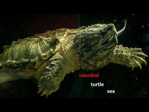 Cannibal turtle sex - YouTube