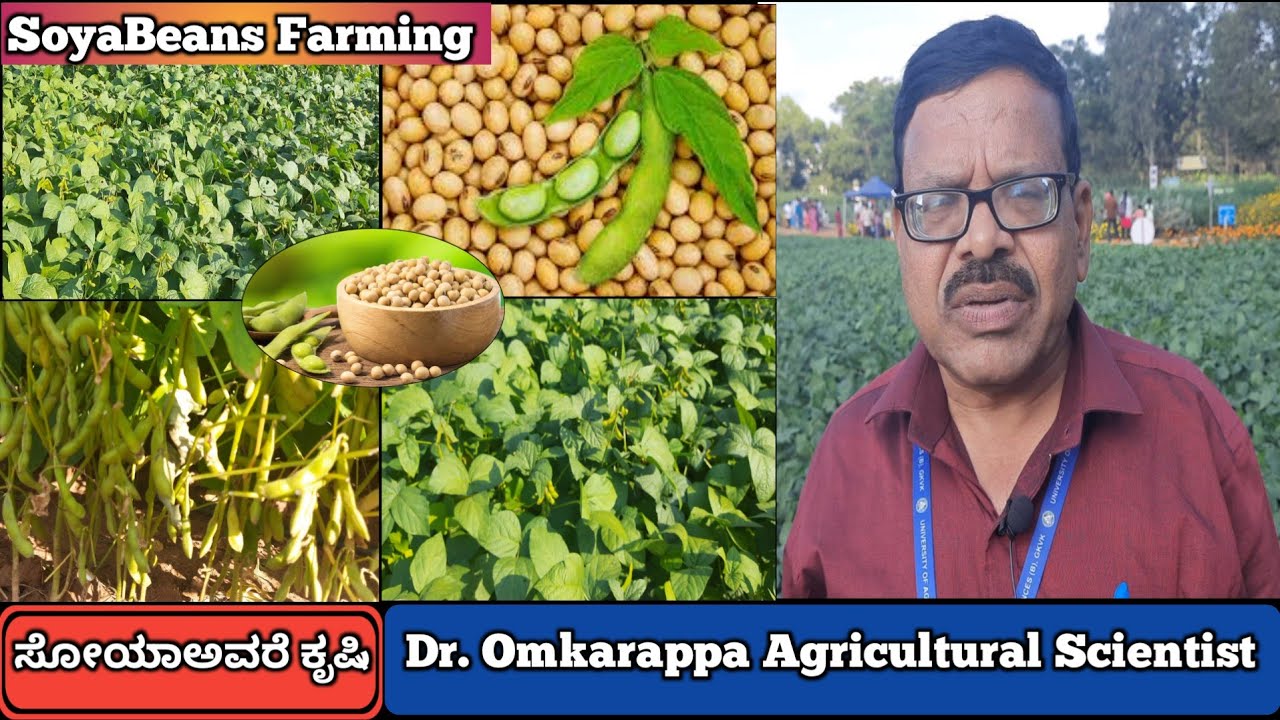 SOYABEAN FARMING | Farming Guide | Agriculture | - Soya Avare (ಸೋಯಾಬೀನ್ ...