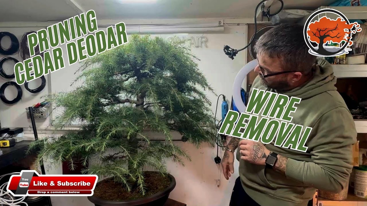 Cedar Deodar Bonsai Pruning And Wire Removal - YouTube