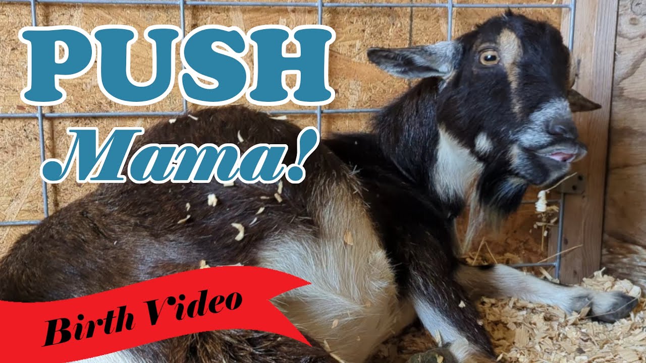 Bluebell FINALLY gives birth! | Goat Birth Vlog - YouTube