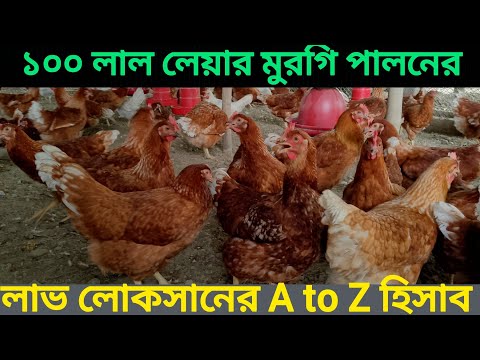 ১০০ লাল লেয়ার মুরগি পালনের AtoZ হিসাব murgi farm business ideas ...