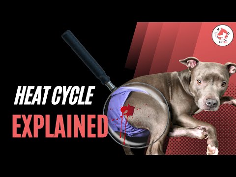 What Is A Female Dog Reproductive Cycle