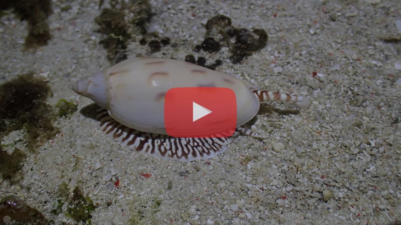 Amoria maculata - Carol's Volute - YouTube