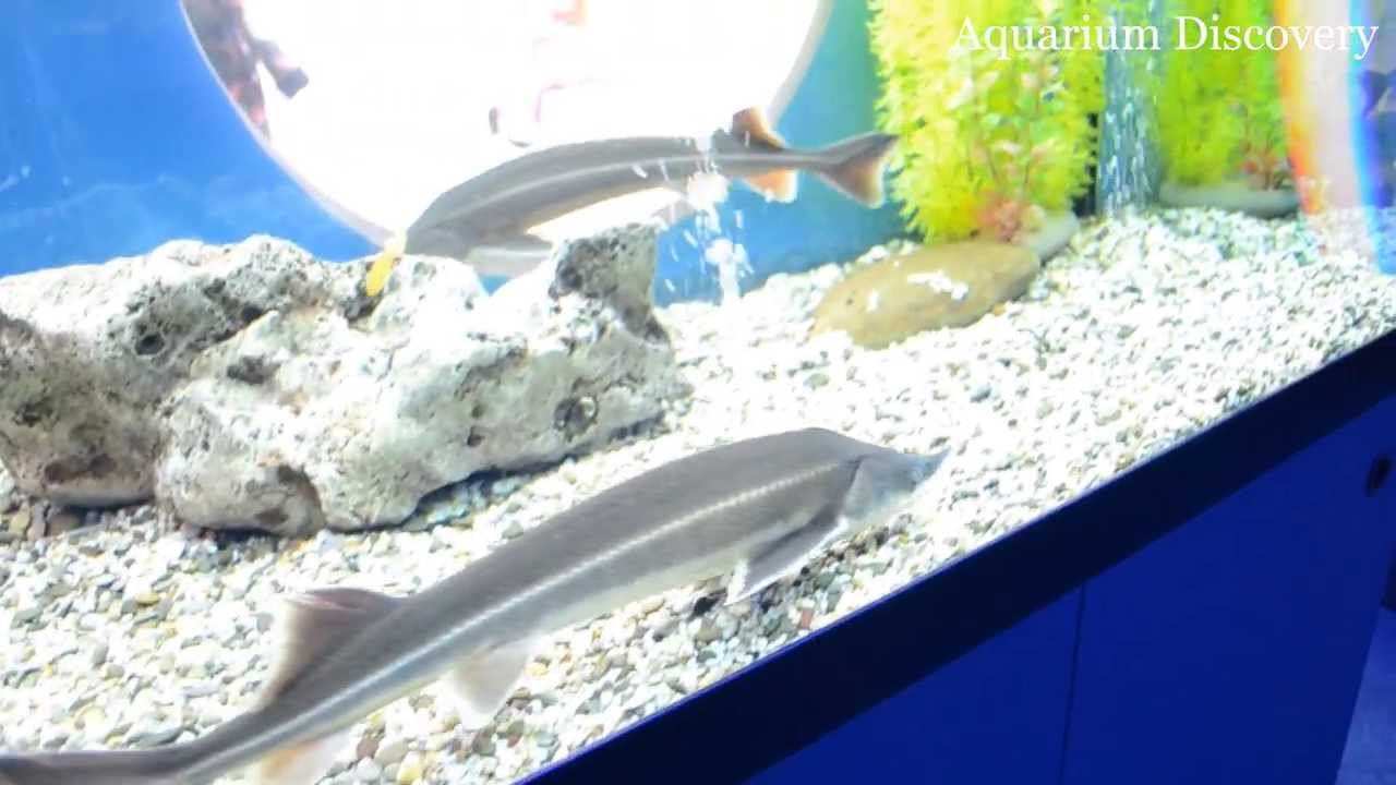 Стерлядь Sterlet Acipenser Ruthenus - YouTube