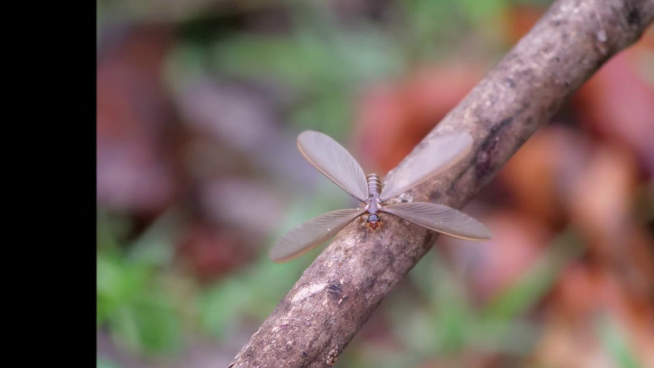 An Alate Termite Swarmer, Photos, 13 July 2020, Kasi Rayappa - YouTube