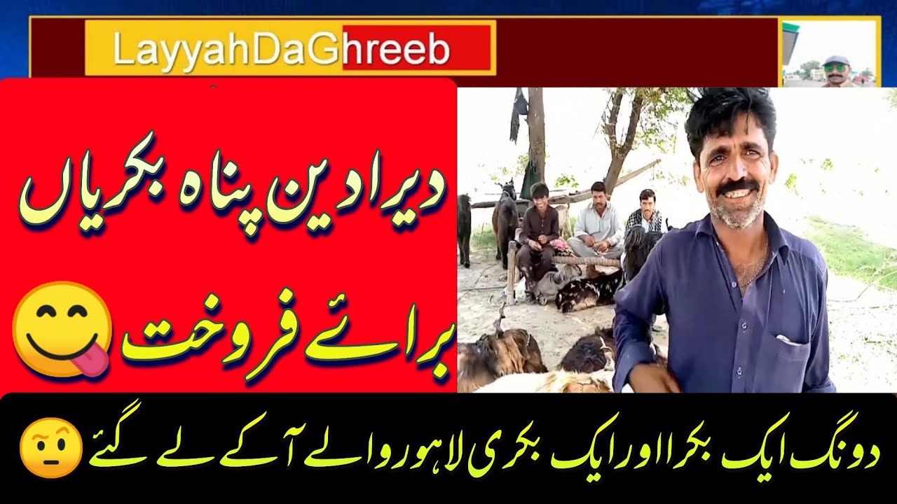 Daira deen panah bakriyaan brai frokht| DDP goats for sale | 2 bakryan ...