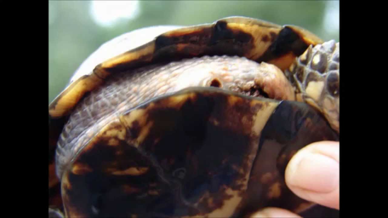 Part 8 of 10 Pictures of box turtle with bot fly holes- rehabbed ...