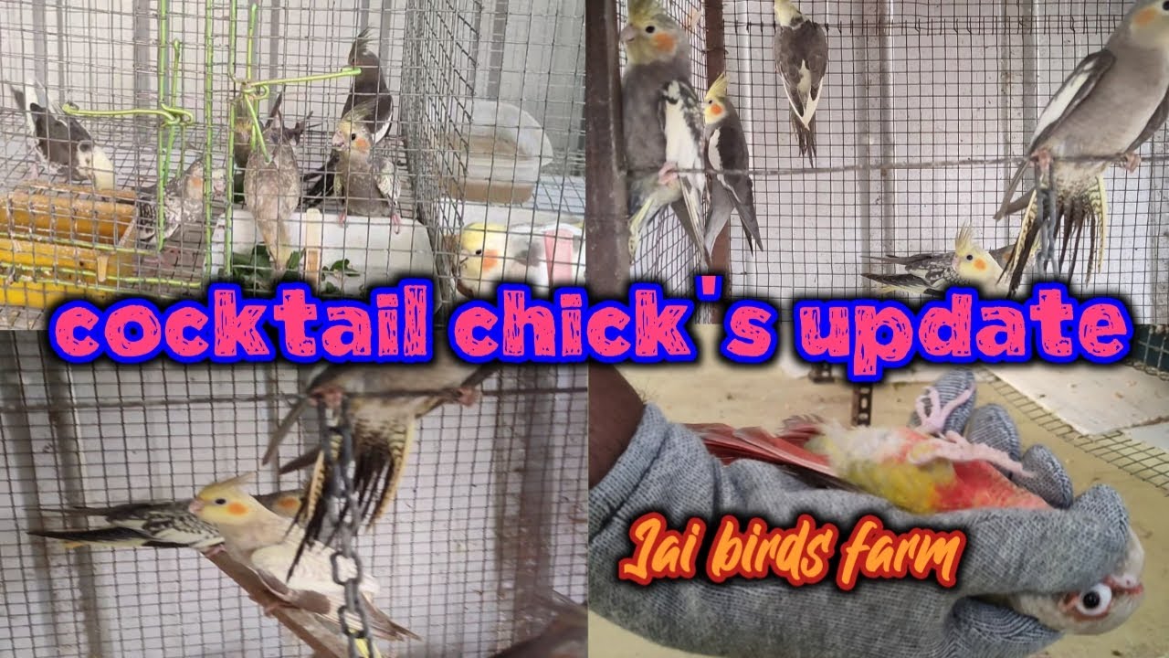 cocktail chick's - YouTube