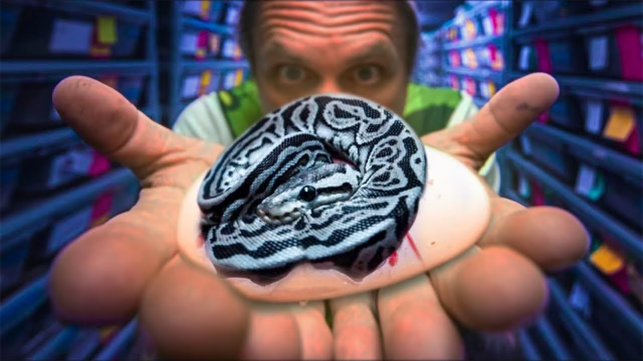 BLUE and SILVER SNAKES on the WAY!! | BRIAN BARCZYK - YouTube