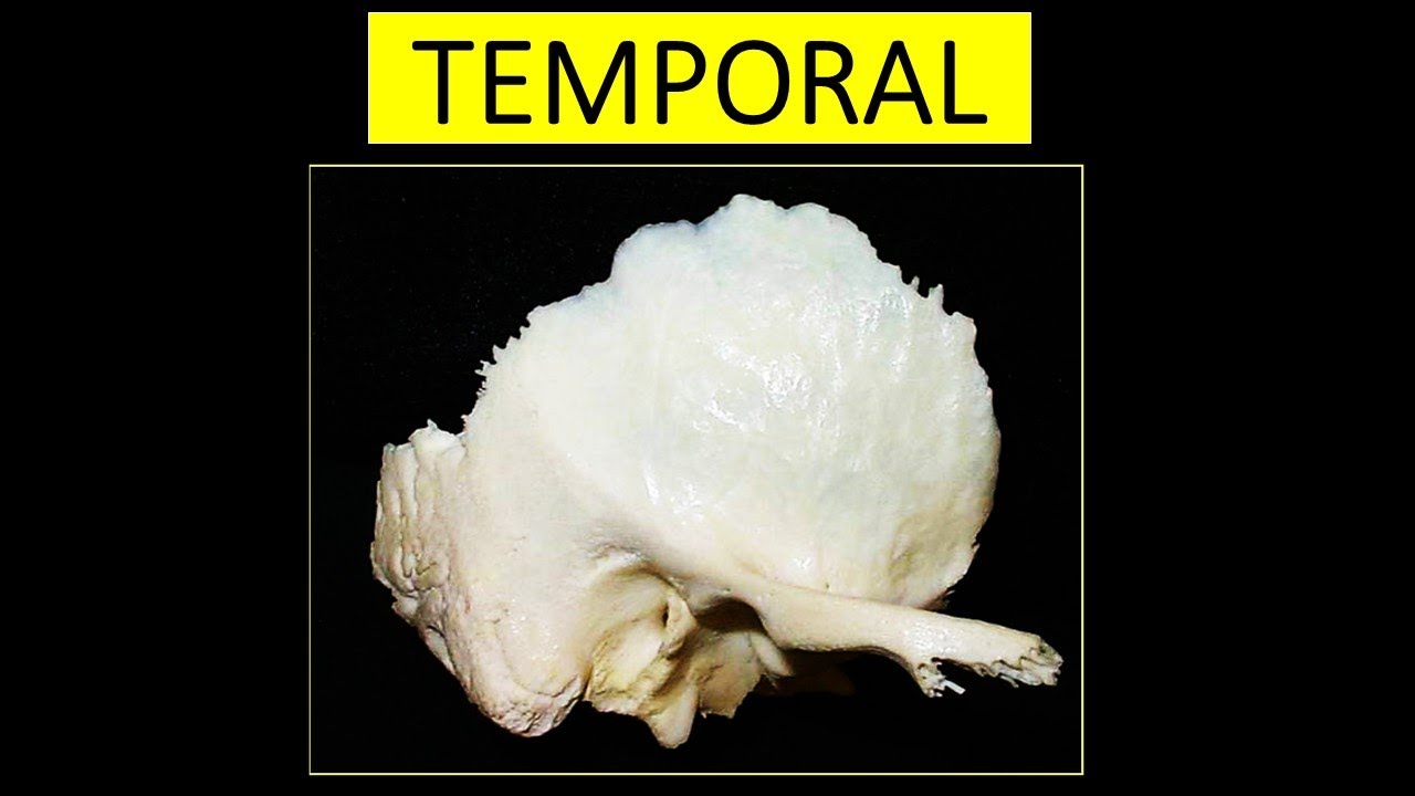 ANATOMÍA ES FÁCIL - TEMPORAL EN 7 MINUTOS - YouTube