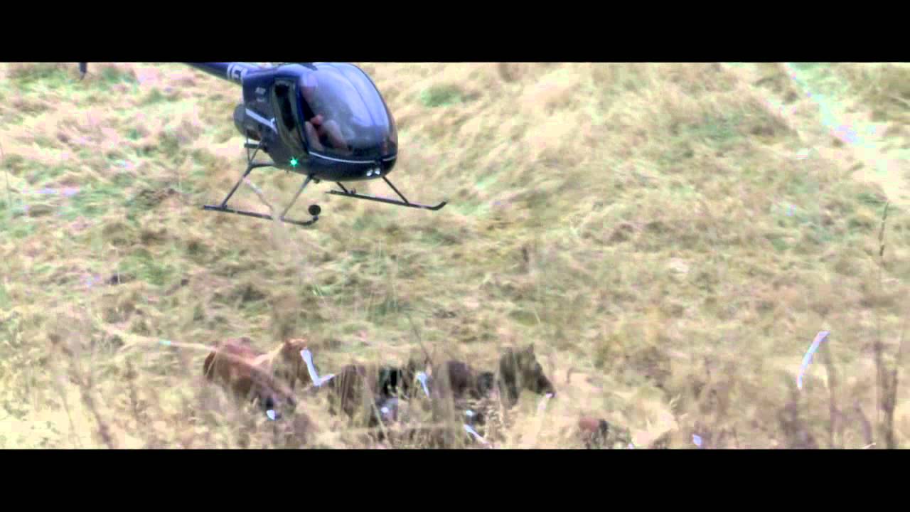 HeliOps: Herding wild horses by helicopter - YouTube