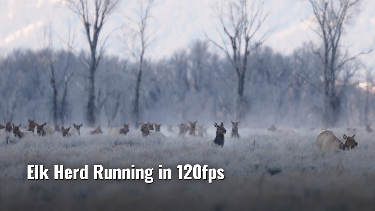 Elk Herd Running in 120fps Slow Motion - Grand Teton National Park ...
