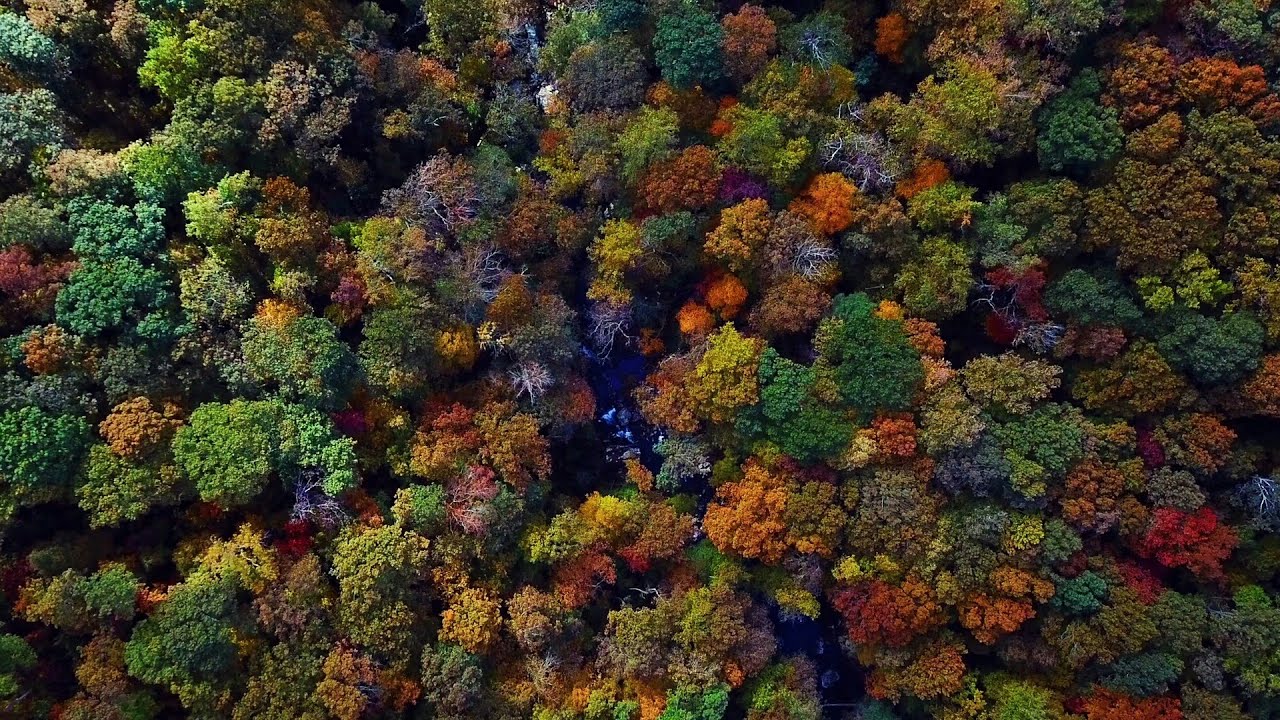 Drone view||Creative Commons || Copyright Free || NCS Video || Royalty ...