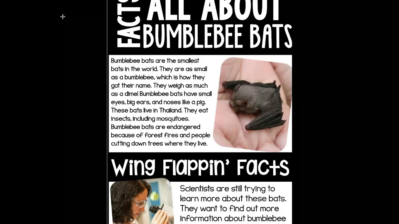 Bumblebee bats - YouTube