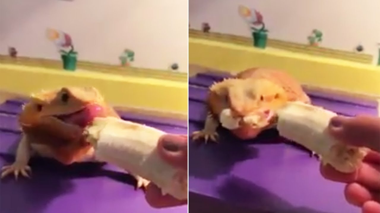 Funny Bearded Dragon Eating Banana [NEW HD] - YouTube