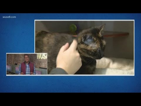 Study: Household cats can respond to their own name