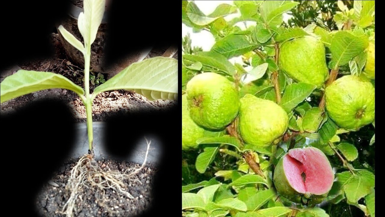 Easy Way to Cut Guava Stems Using Papaya Seeds" - YouTube