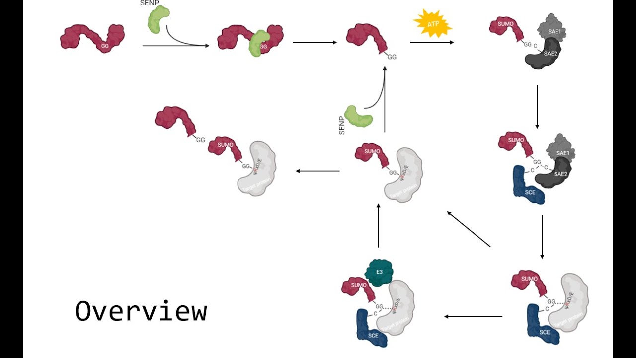 Sumoylation: Post-Translation modification - YouTube