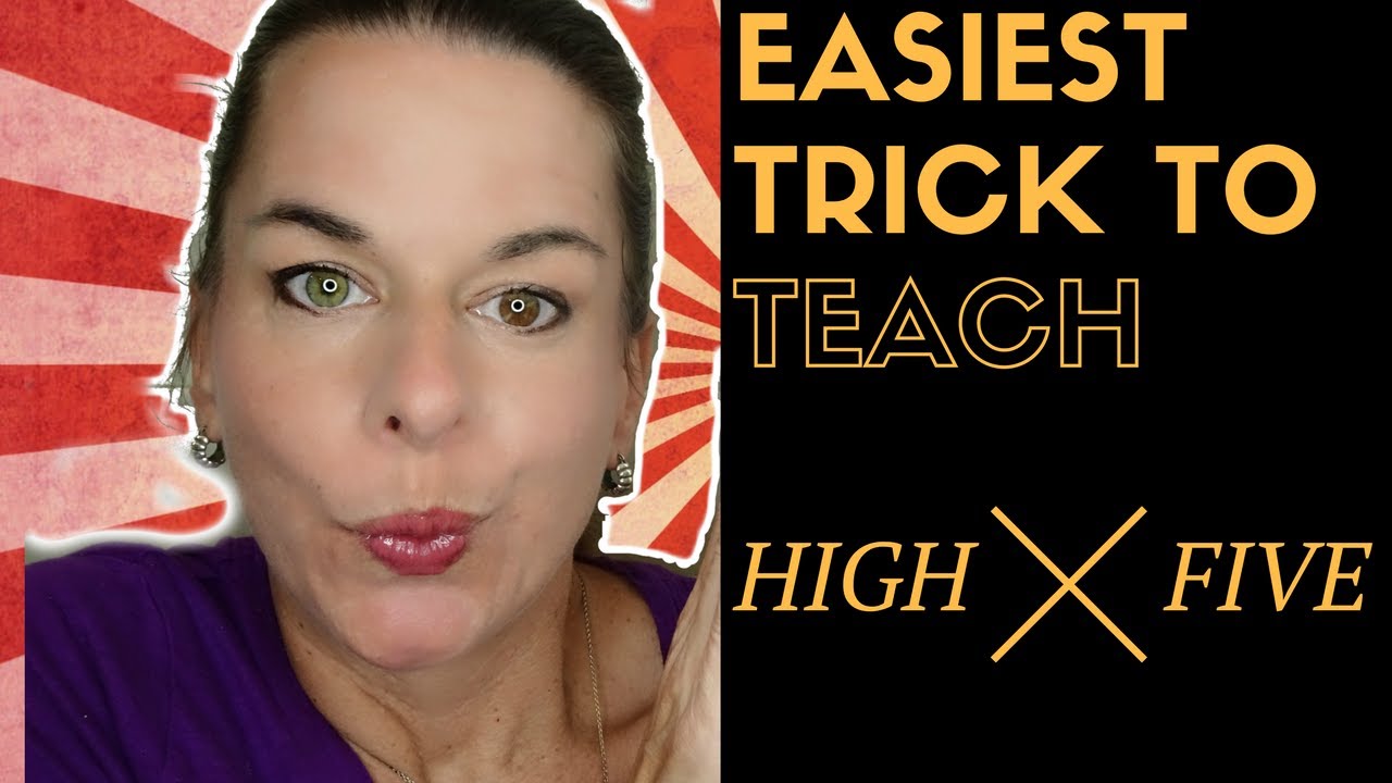 How to Teach Your Cat To High Five - YouTube