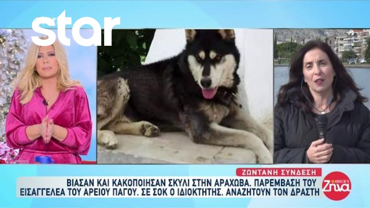 Αράχωβα: Βίασαν και κακοποίησαν σκυλί - Τι είπε η κτηνίατρος που τον ...