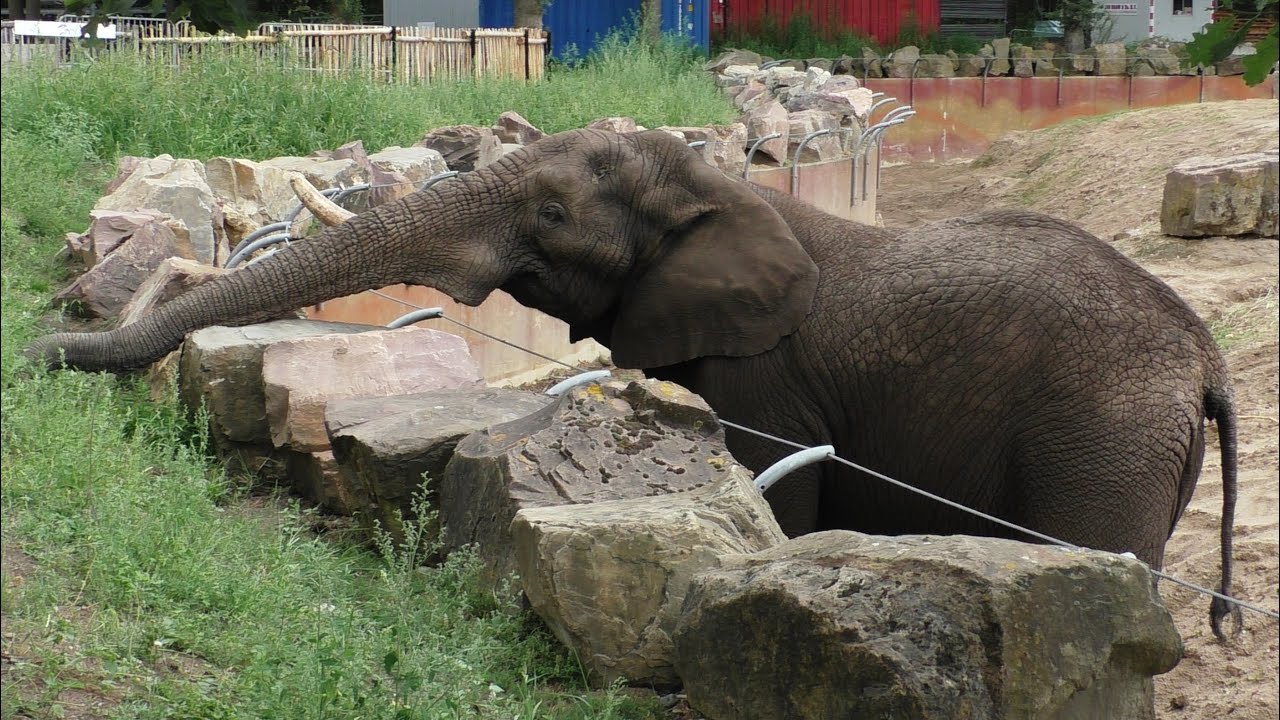 Olifanten Ouwehands Dierenpark - YouTube