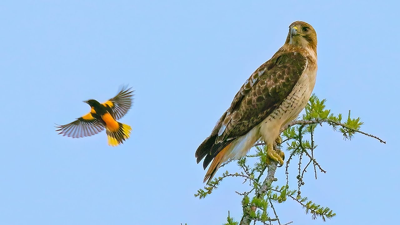 🦅 Avian Turf Wars: Red-Tailed Hawk Couple Faces Aerial Assault! #Ep. 3 ...