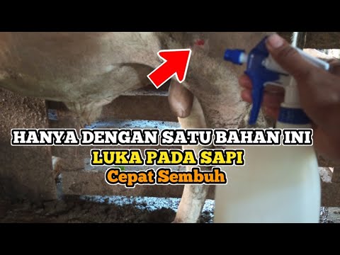 Cara Mudah Mengobati Luka Pada Ternak Sapi - YouTube